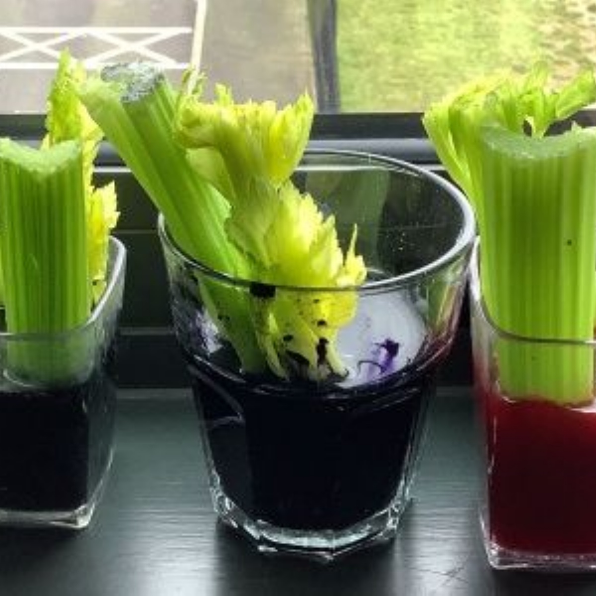 Ramsgate Arts Primary School - Celery Experiment!
